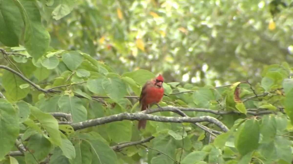 How some birds are adapting to climate change, how to help the ones ...