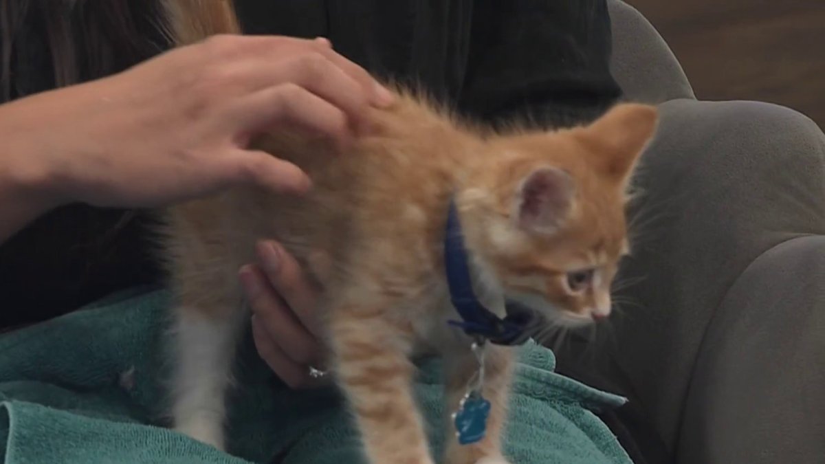 Pet of the Week: Carson – NBC Connecticut