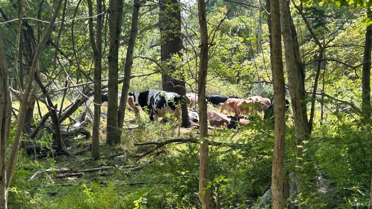 ‘Excitement of the year’: neighbor fascinated over herd of cows on the ...
