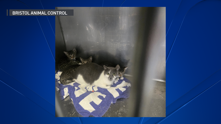 Cat and her kittens left abandoned in Bristol – NBC Connecticut