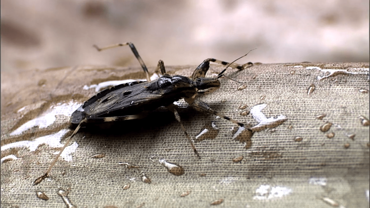 What is Chagas disease spreading in the U.S. – NBC Connecticut