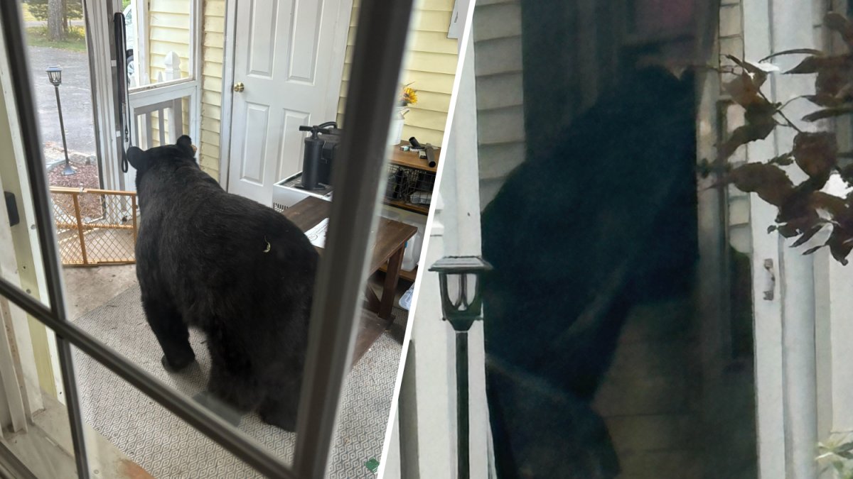 Bear breaks into Simsbury home and eats food while teen sleeps – NBC ...
