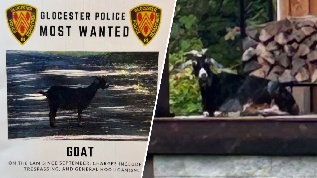 Glocester, Rhode Island, goat continues to evade capture – NBC Connecticut