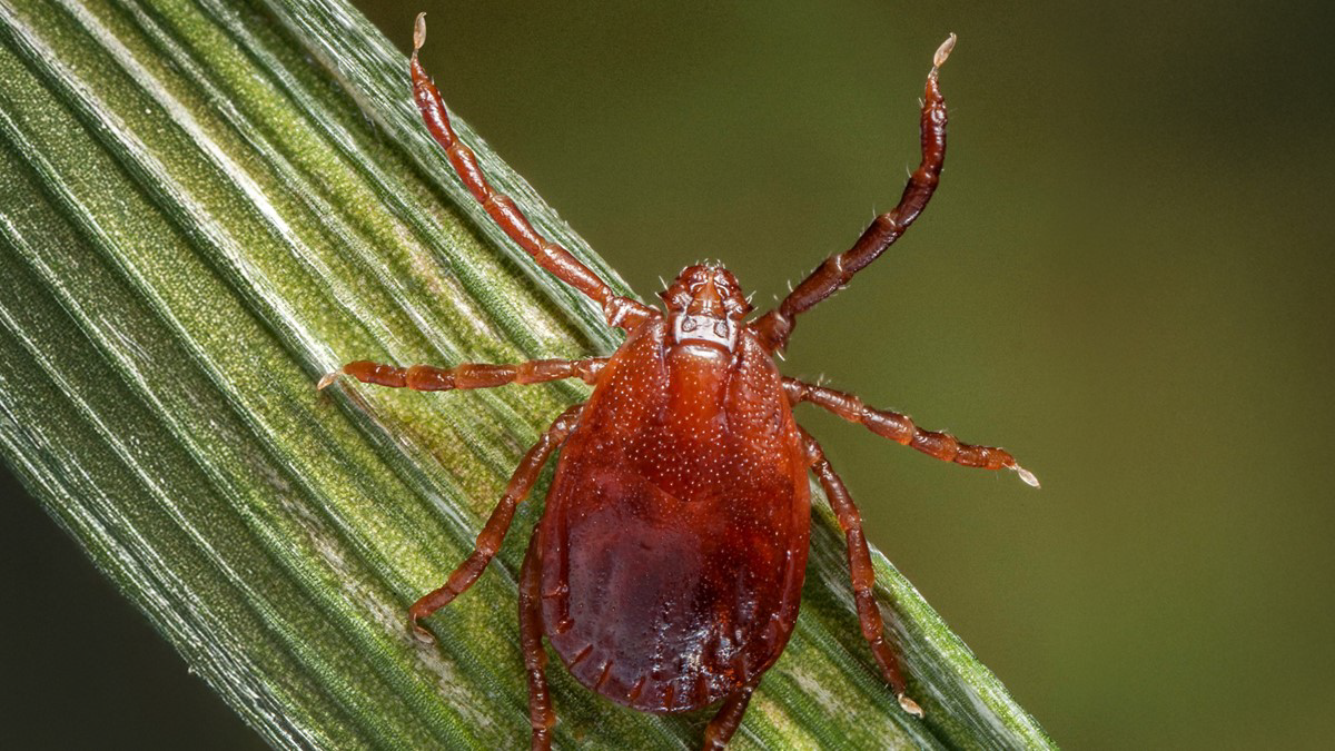 What to know about the Asian longhorned tick – NBC Connecticut