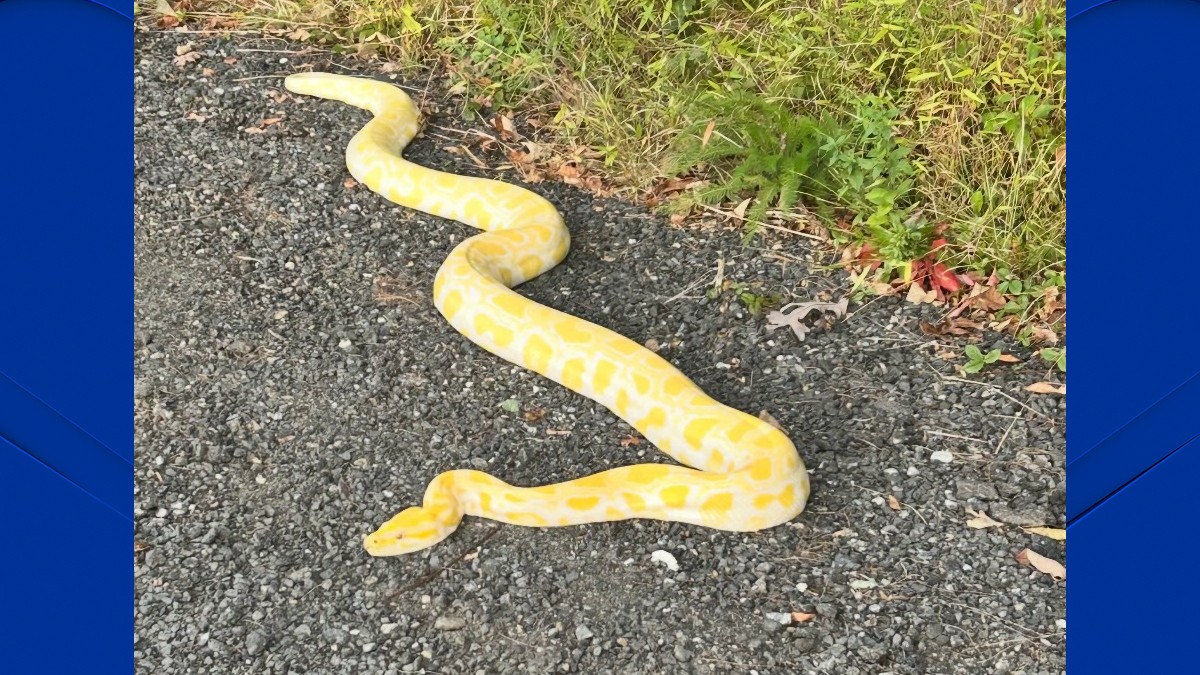 Albino Burmese Python found in Coventry, owner sought – NBC Connecticut