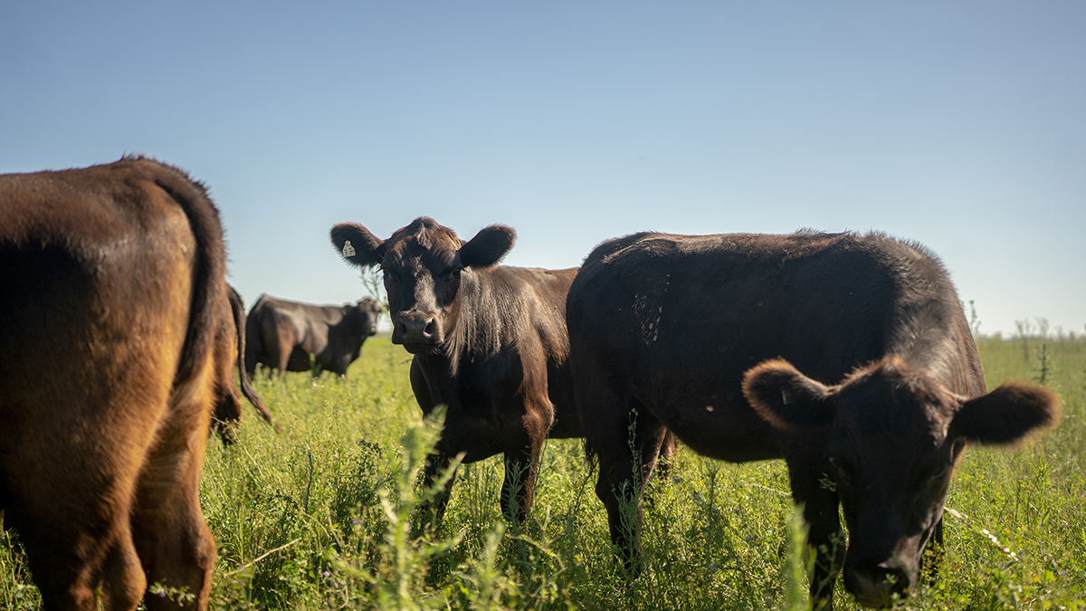 Republicans have rare beef with Trump over red meat – NBC Connecticut