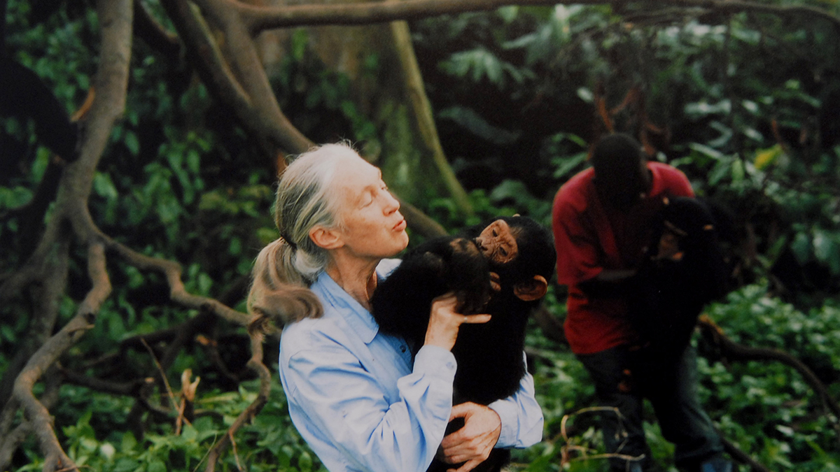Jane Goodall, renowned for work with chimpanzees, dies – NBC Connecticut