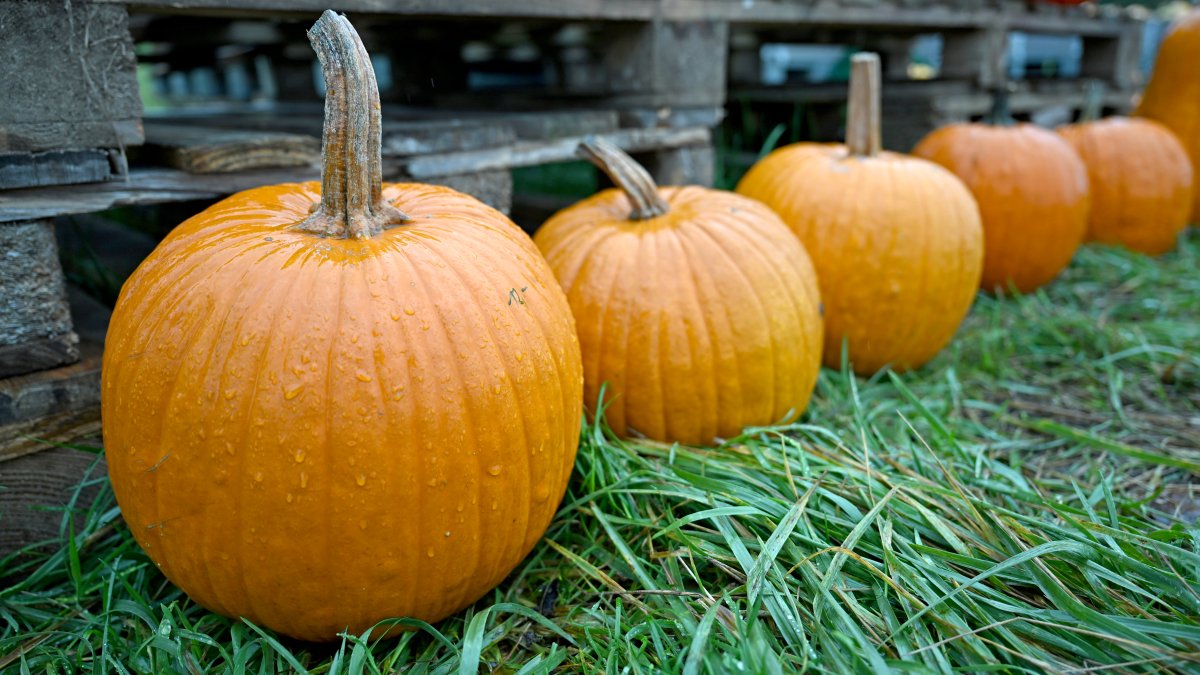 What to do with your pumpkins after Halloween – NBC Connecticut