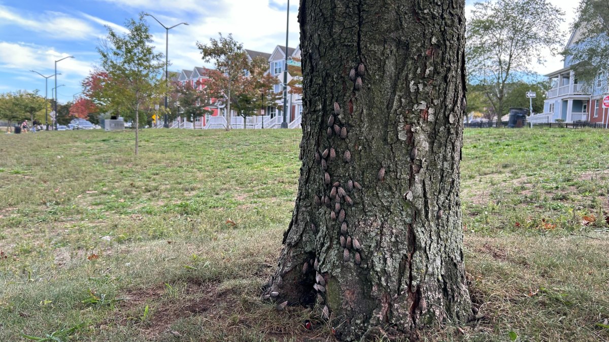 Should you stomp? Experts consider other methods to mitigate spotted ...