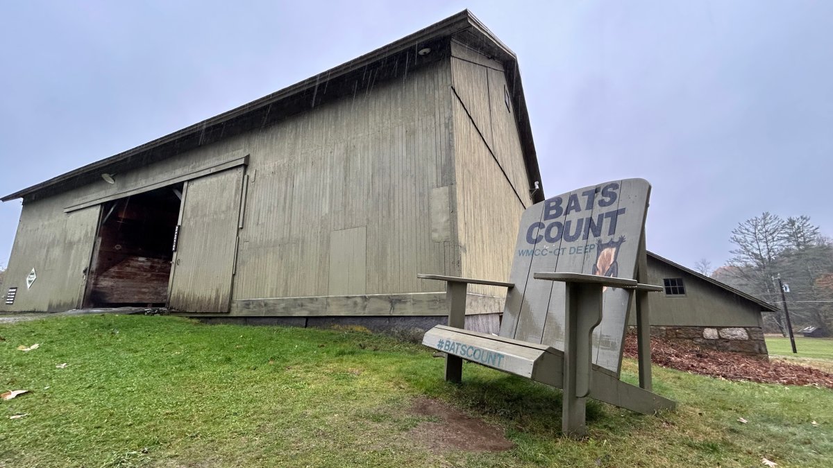 Bat Week: Conservation in the spotlight to protect a crucial ...