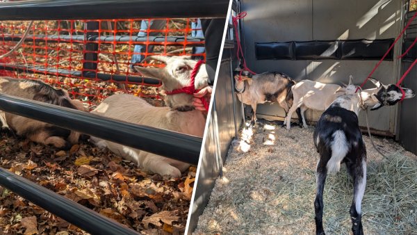 Goats that were roaming near I-95 for months safely captured – NBC ...