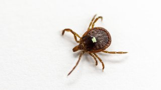 Experts warn of active tick season in Connecticut as outdoor activity ...