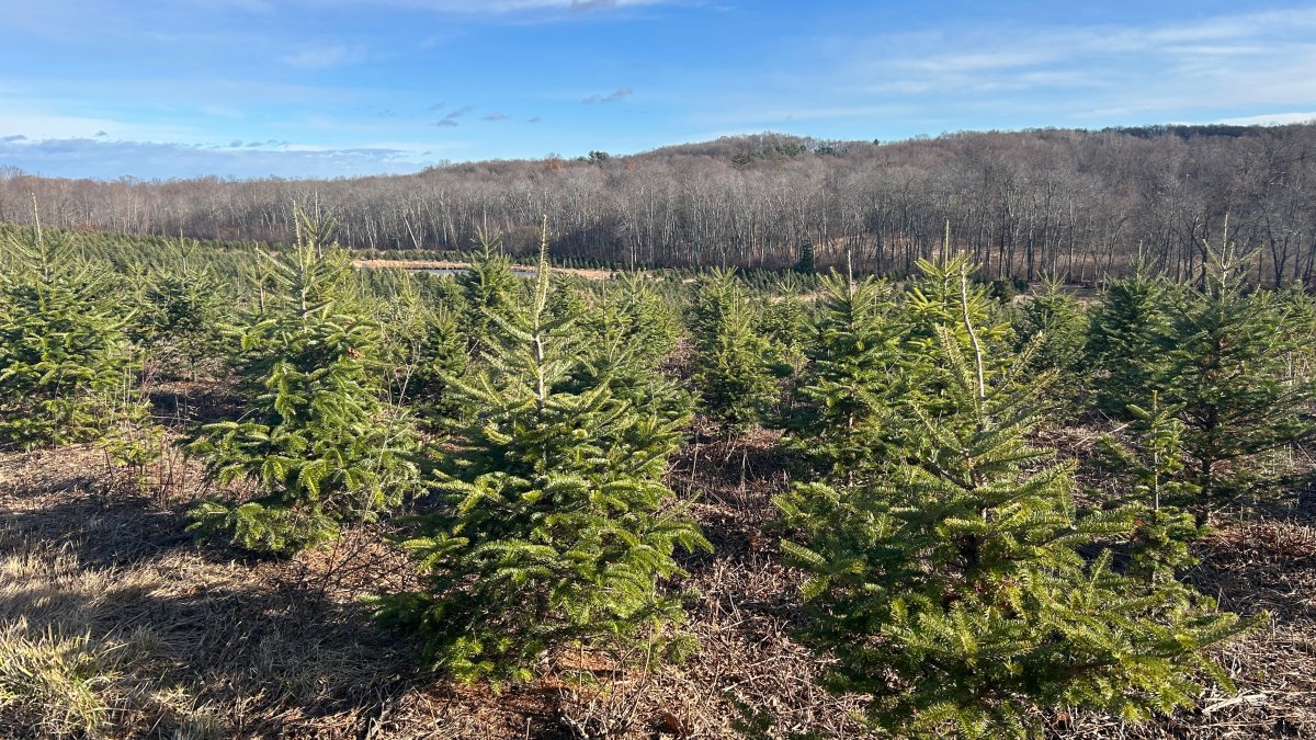 Christmas tree picking season kicks off as families prepare for the ...