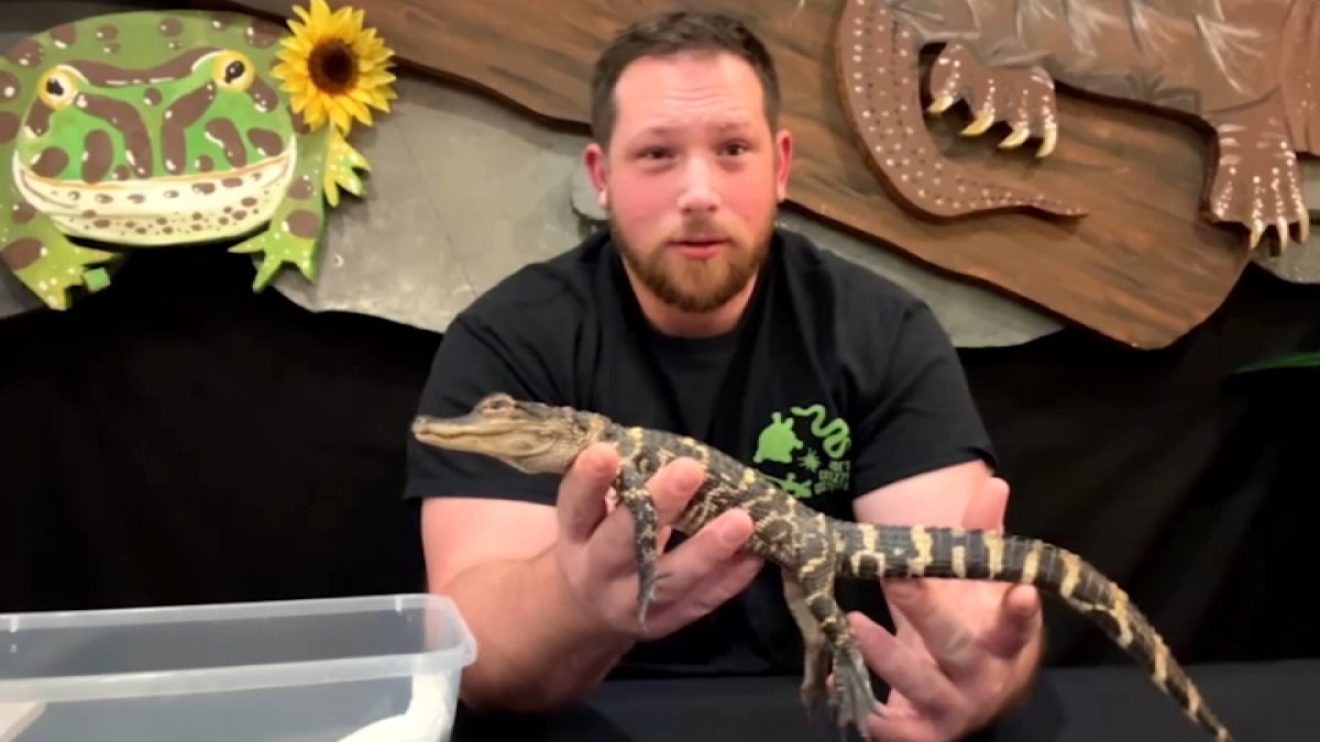Video shows ‘baby alligator’ in Boston’s Charles River – NBC Connecticut