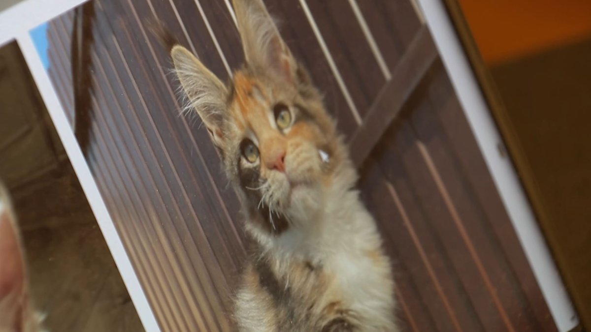 BBB warns of pet scams as Manchester woman loses thousands – NBC ...