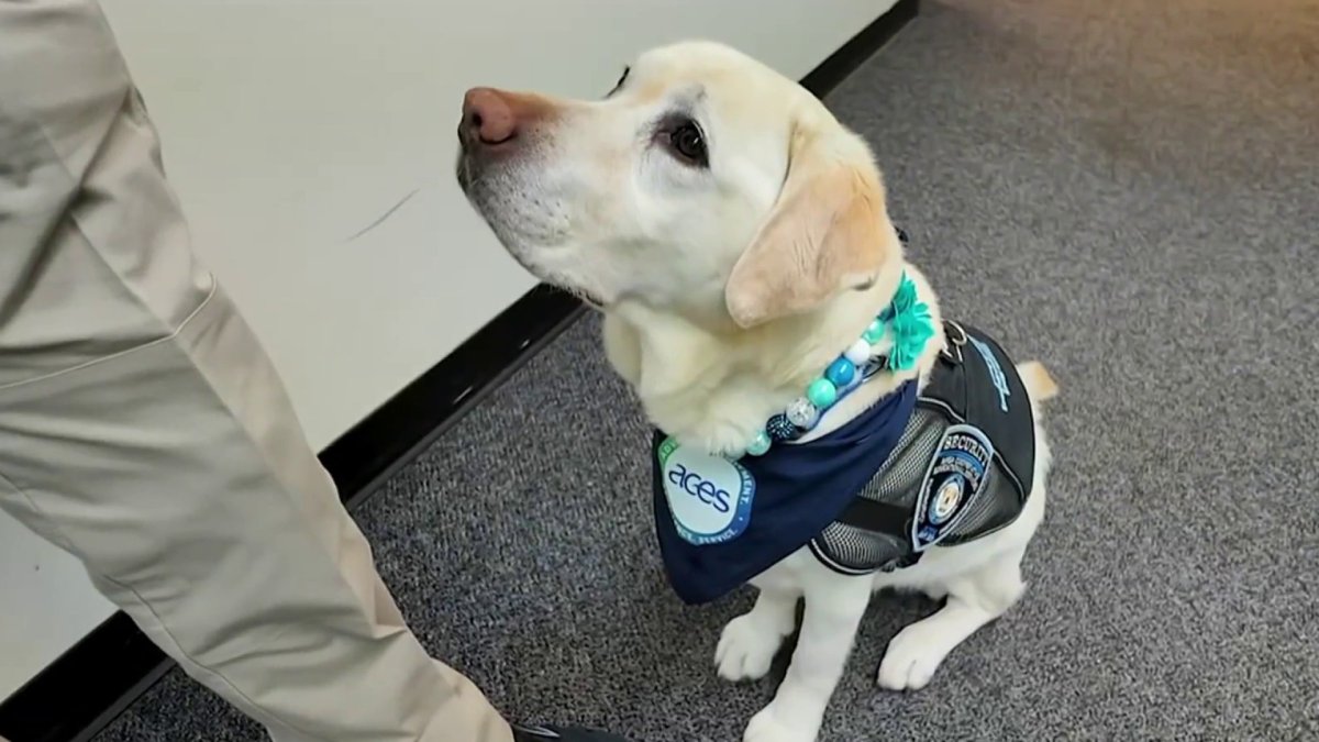 Facility dog Heidi joins ACES, brings emotional support to classrooms ...