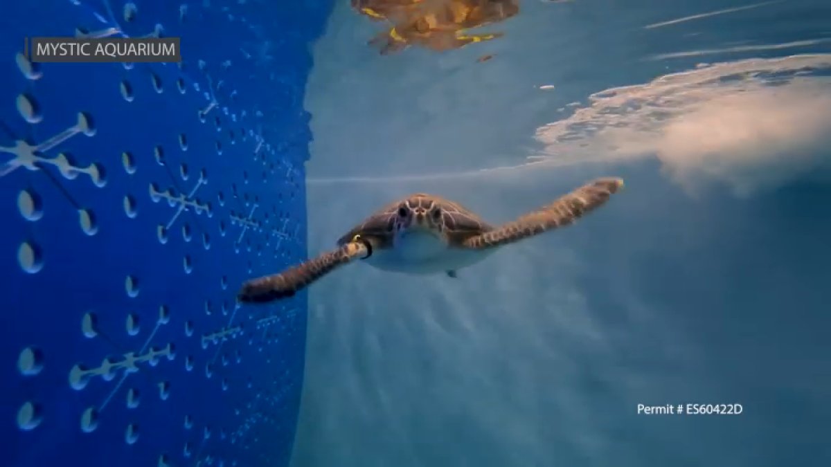 Mystic Aquarium caring for ‘cold-stunned’ sea turtles rescued from New ...