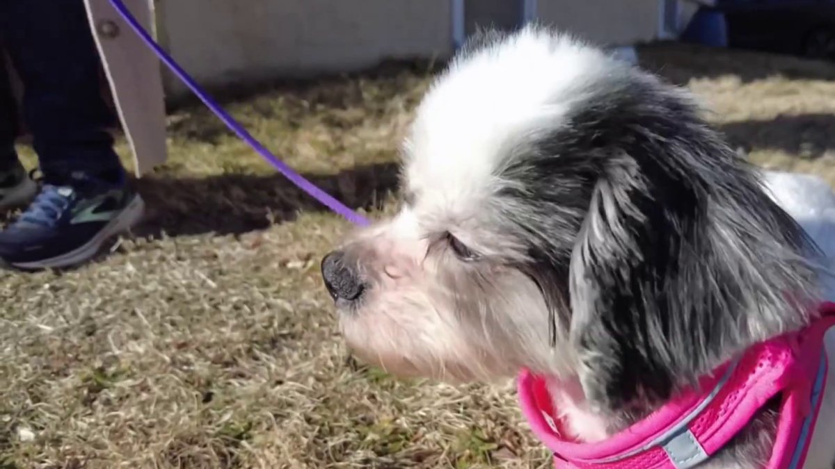 How a Waterbury woman reunited with her missing dog one year later ...