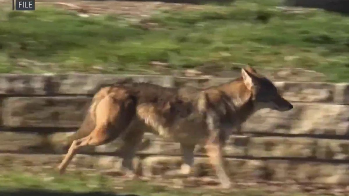 Coyote mating season begins, prompts safety warnings from Connecticut ...