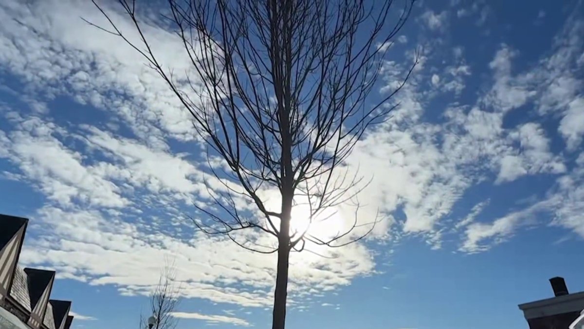 Here S Why 38 Trees Are Set To Be Removed From West Hartford Center