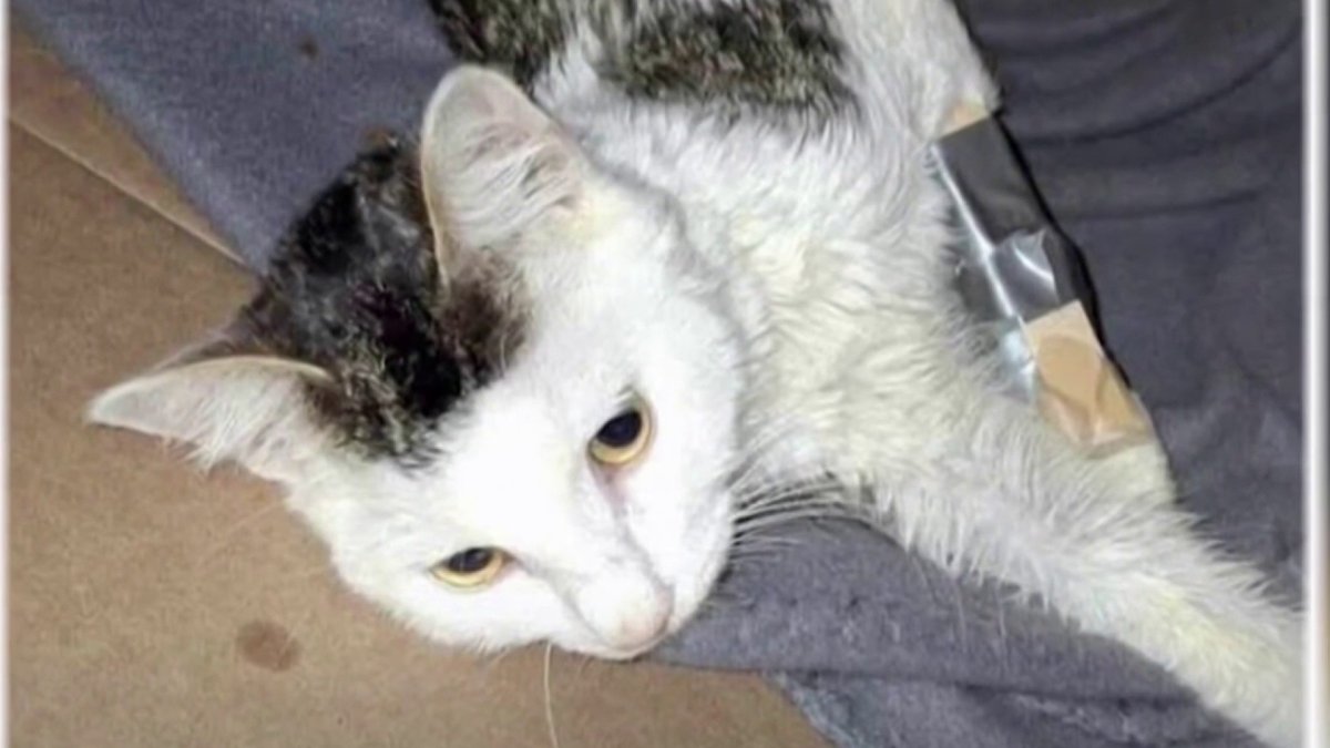 Calls for new Connecticut laws amid surge in animal abuse cases – NBC ...