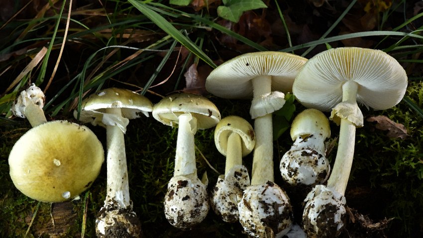 Four dead from eating death cap mushrooms in California – NBC Connecticut