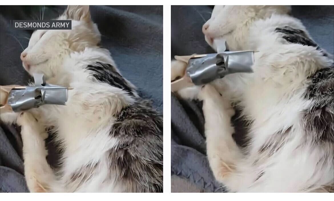 Calls for new Connecticut laws amid surge in animal abuse cases – NBC ...