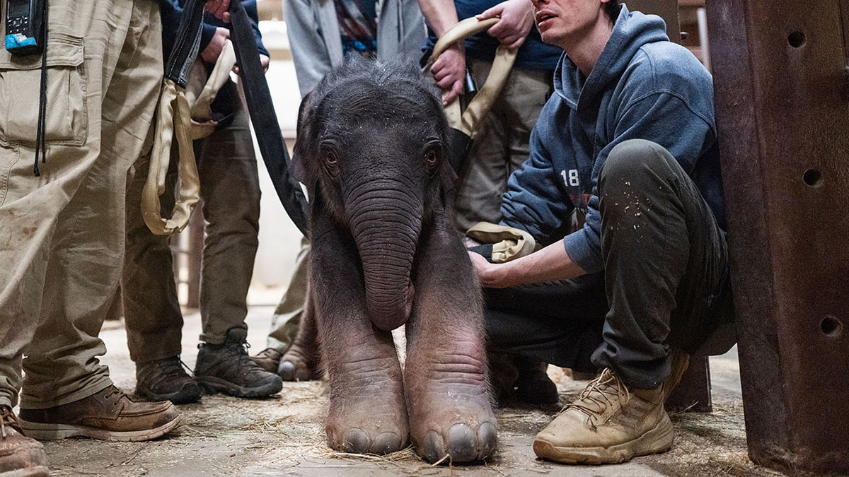 National Zoo celebrates first baby elephant in 25 years – NBC Connecticut