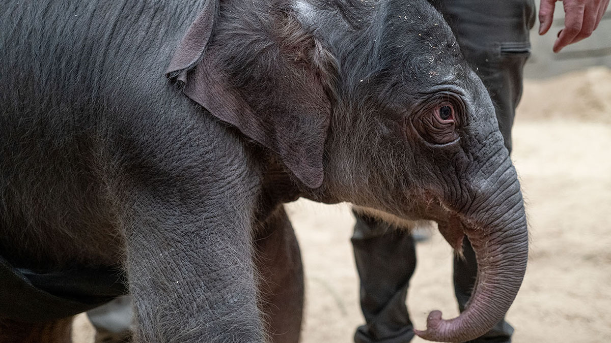 National Zoo celebrates first baby elephant in 25 years – NBC Connecticut
