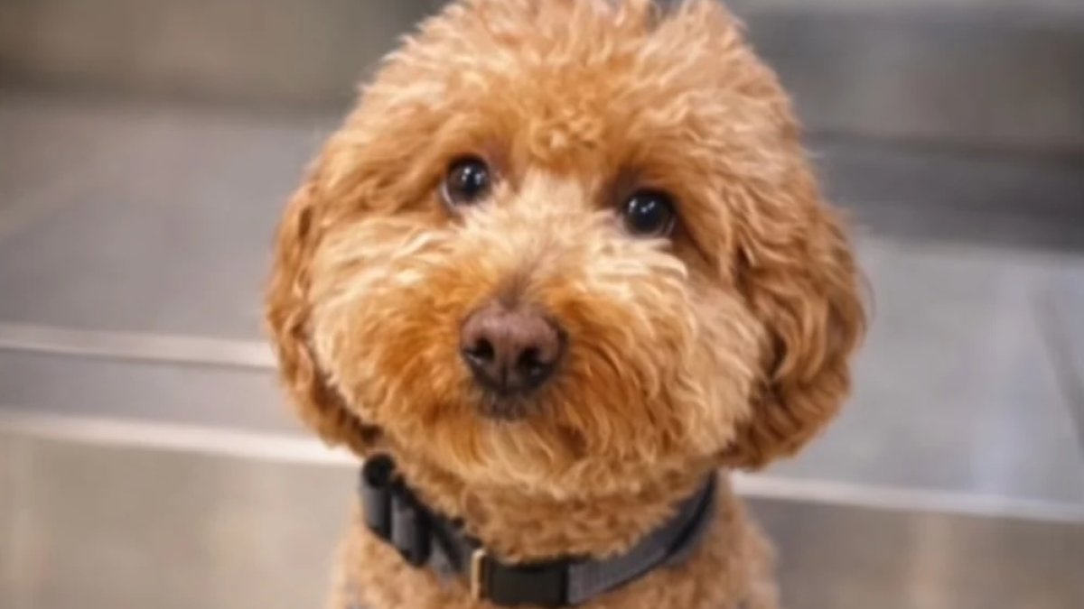 Puppy abandoned at Las Vegas airport adopted by rescuer – NBC Connecticut