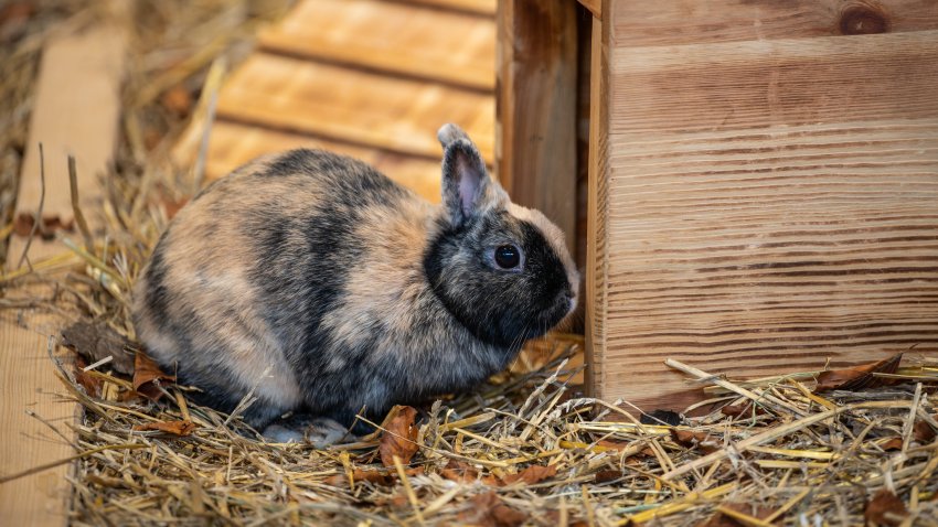 Too many bunnies: Ellington rabbit rescue is expanding its facility ...