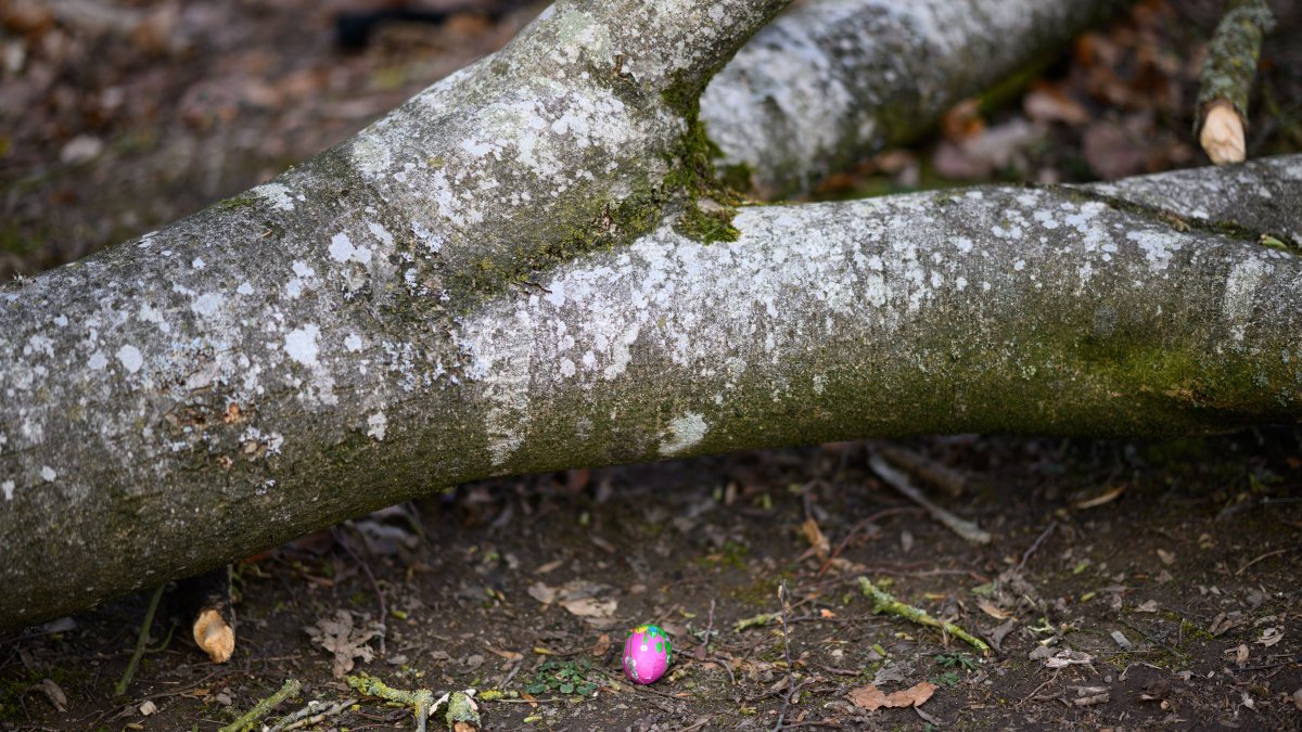 3 killed as winds topple tree during Easter egg hunt in Germany – NBC ...
