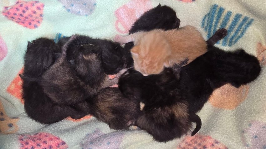 8 newborn kittens found abandoned in a bag in Seymour – NBC Connecticut