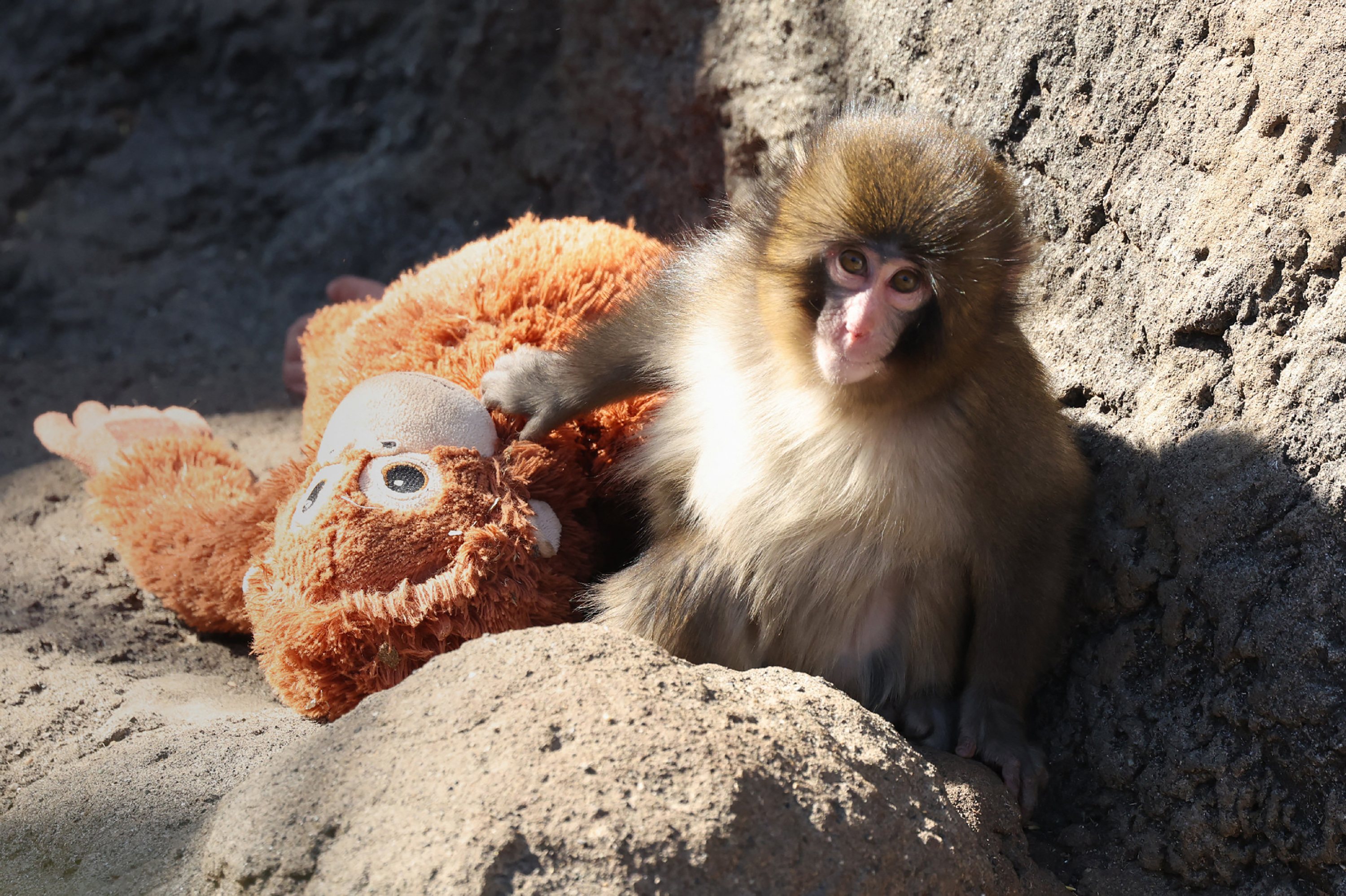 2 arrested after breaking into Punch the monkey enclosure in Japan ...