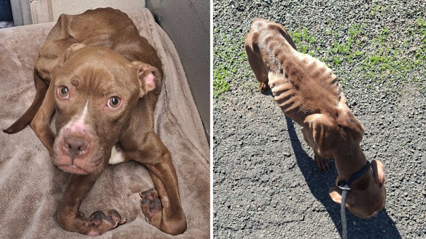 Reward offered for info about emaciated dog found in Wallingford – NBC ...