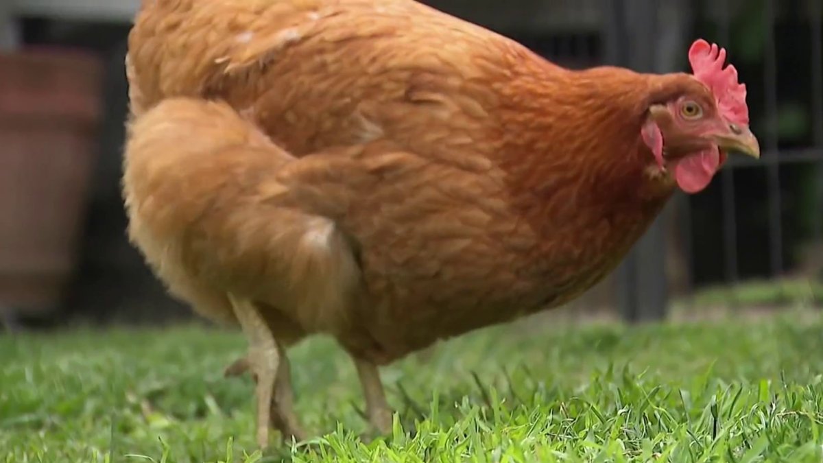 ‘Egg’citing news: Waterbury woman approved to keep chickens as a health ...