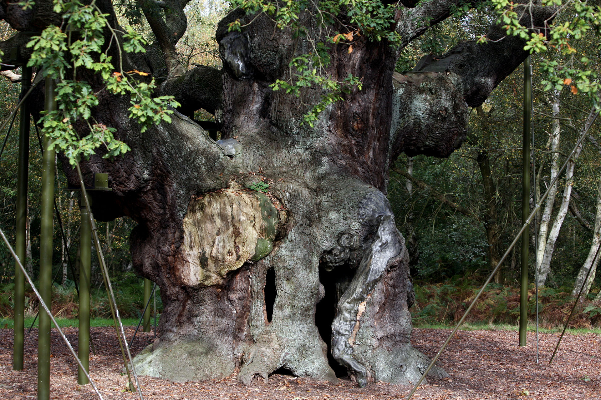 Ancient oak tree said to have sheltered Robin Hood has died – NBC ...