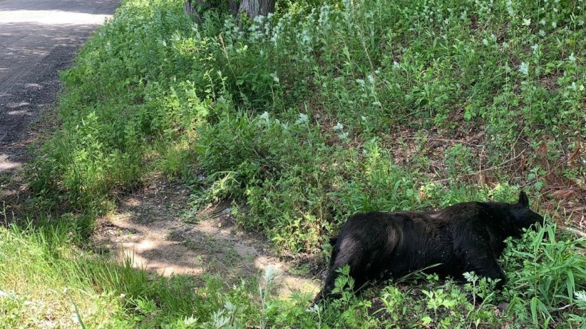 Dead black bear found dumped in Burlington, EnCon police ask public for ...