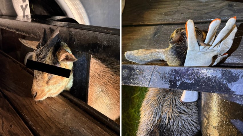 Firefighters free trapped young goat from utility trailer in Thompson ...